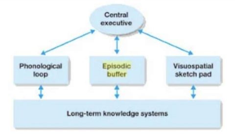 Beyond Behavior: Attention, Working Memory, or Something Else ...
